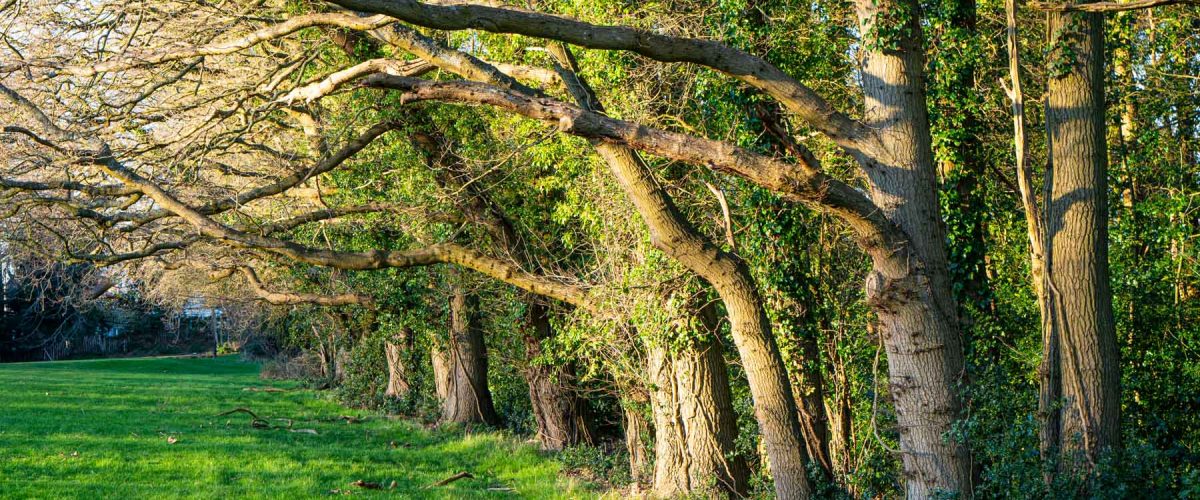 Maidenhead Great Park - The vision of a new park for the community