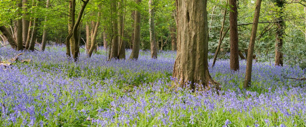 Maidenhead Great Park - The vision of a new park for the community