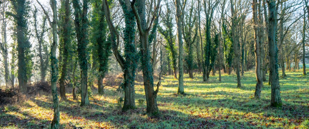 Maidenhead Great Park - The vision of a new park for the community