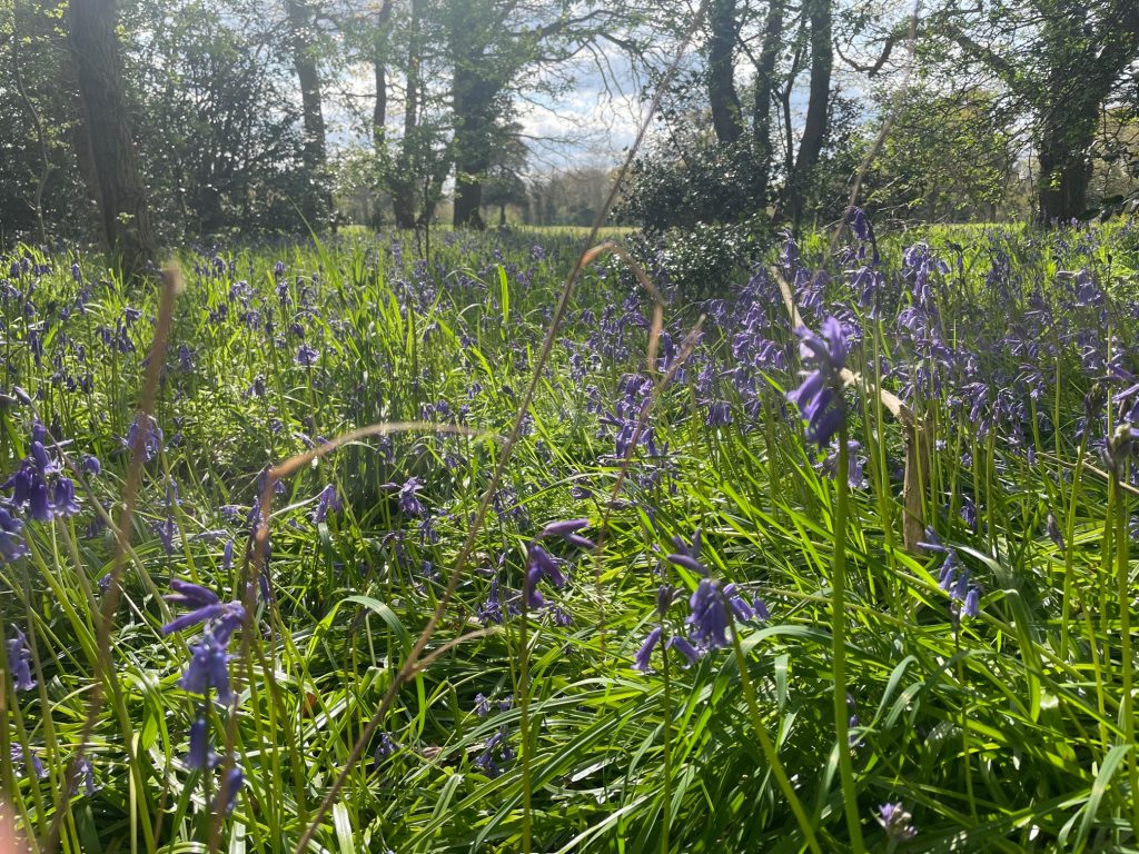 The bluebells are out! - Maidenhead Great Park